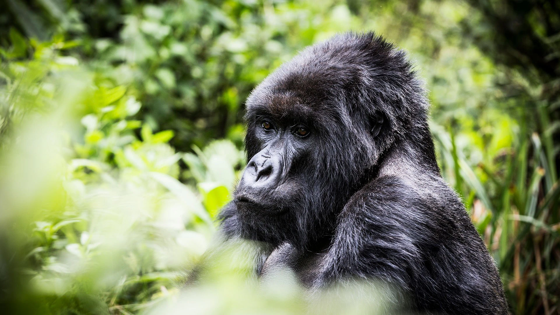 Gorilla Trekking in Volcanoes National Park in Rwanda