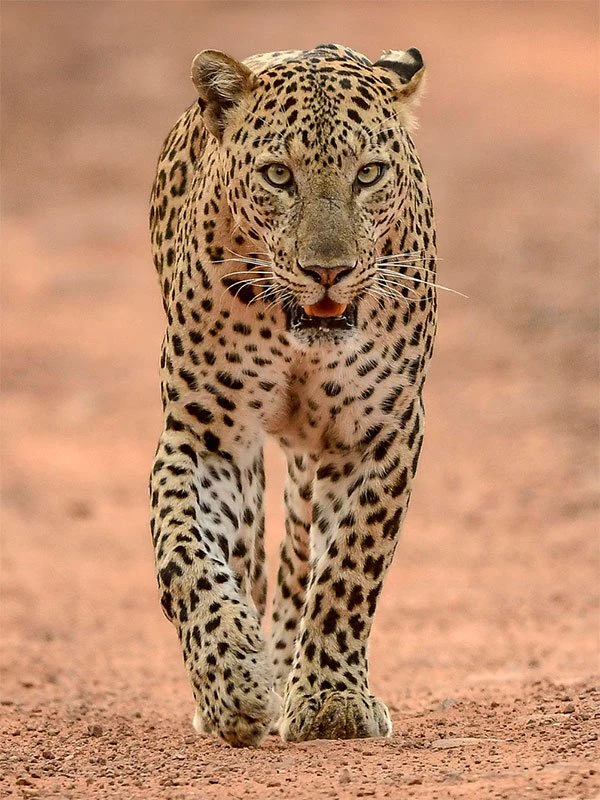 The Big 5 Safari | Luxury Wildlife Adventures in Africa